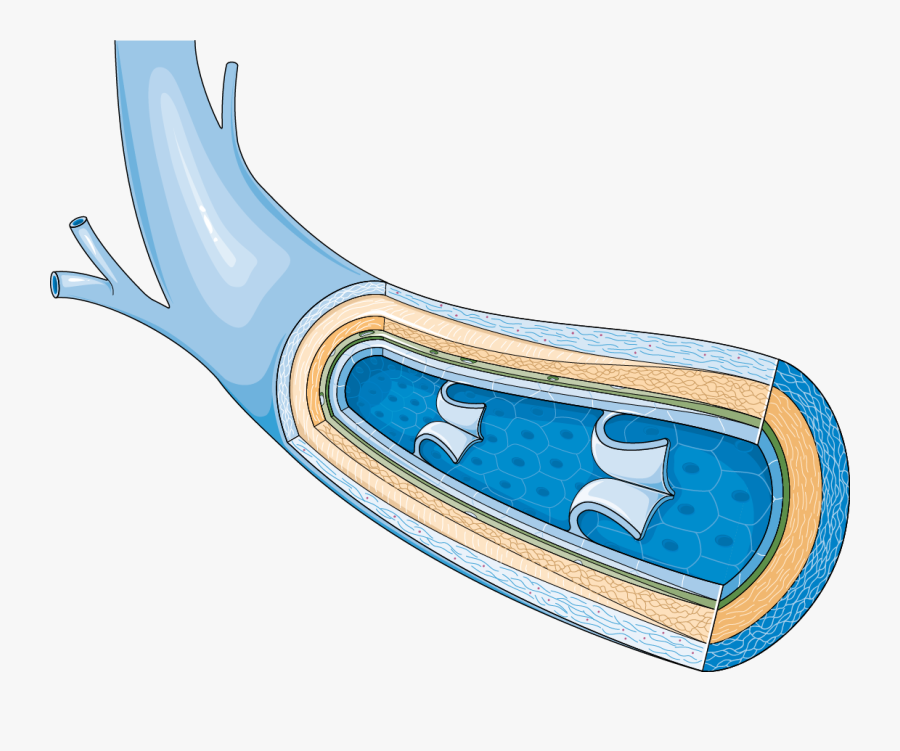 Blue Vein Clipart , Free Transparent Clipart - ClipartKey