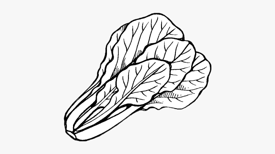 Bok Choy Black And White , Free Transparent Clipart - ClipartKey
