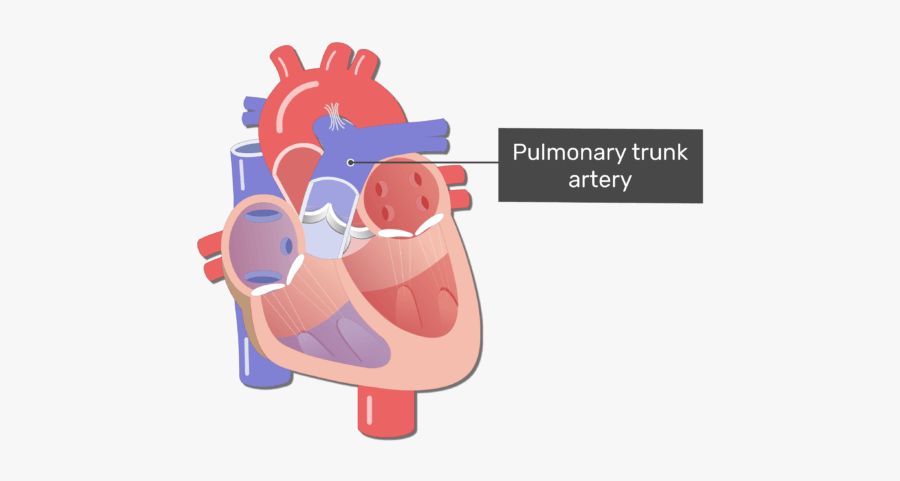 Coronal View Of The Heart With The Pulmonary Trunk - Conduction System ...