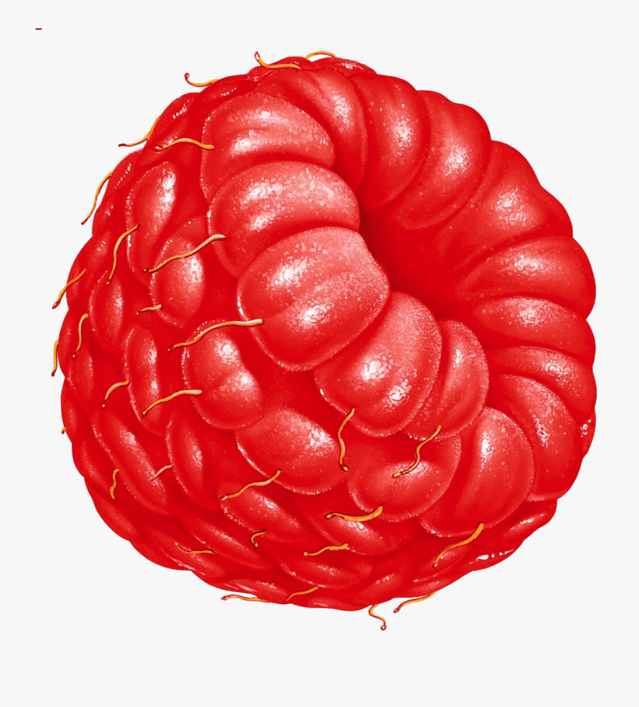 Transparent Raspberries Png - Fruit Clipart , Free Transparent Clipart ...