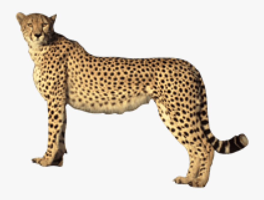 Transparent Cheetahs Clipart - Cheetah Transparent Background , Free ...