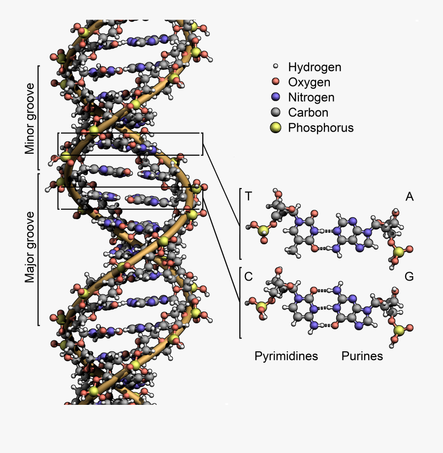 Spider Dna Structure , Transparent Cartoons - Spider Dna Structure ...