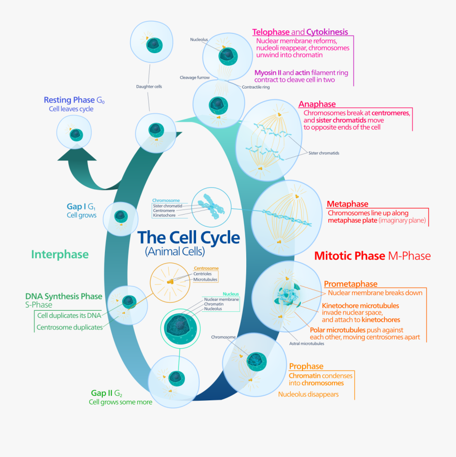 Cells Cycle , Free Transparent Clipart - ClipartKey