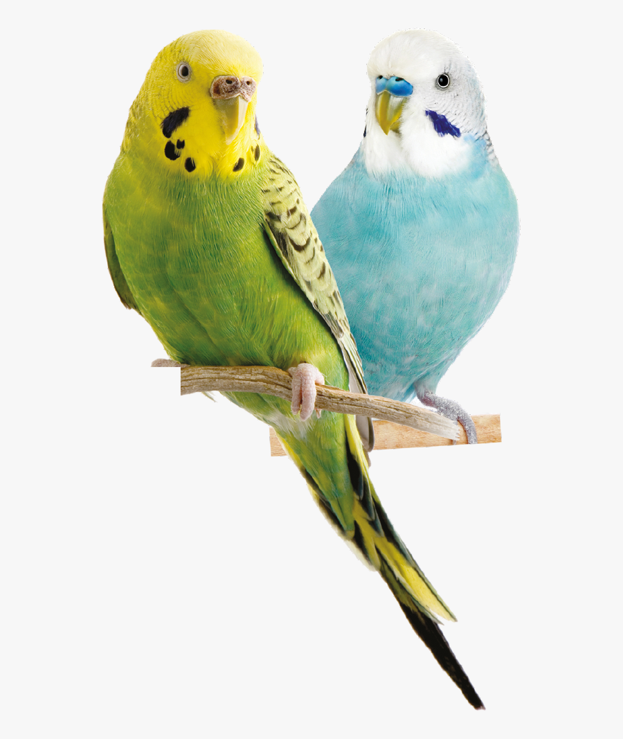Parakeet Png , Free Transparent Clipart - ClipartKey