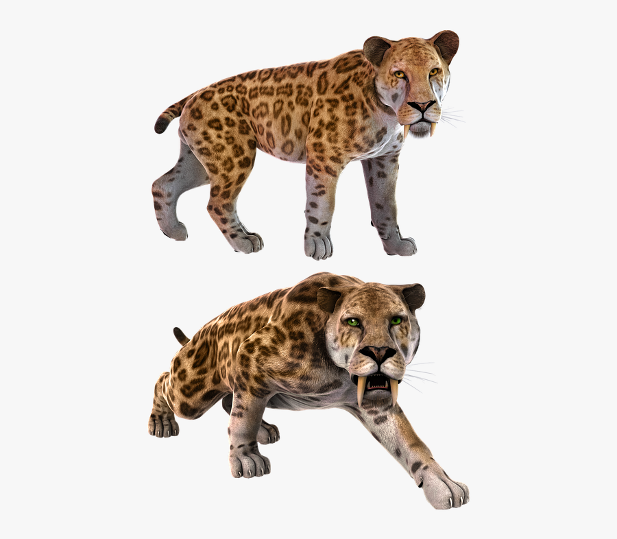 Transparent Saber Tooth Tiger Png - Saber Toothed Cat Extinct , Free ...