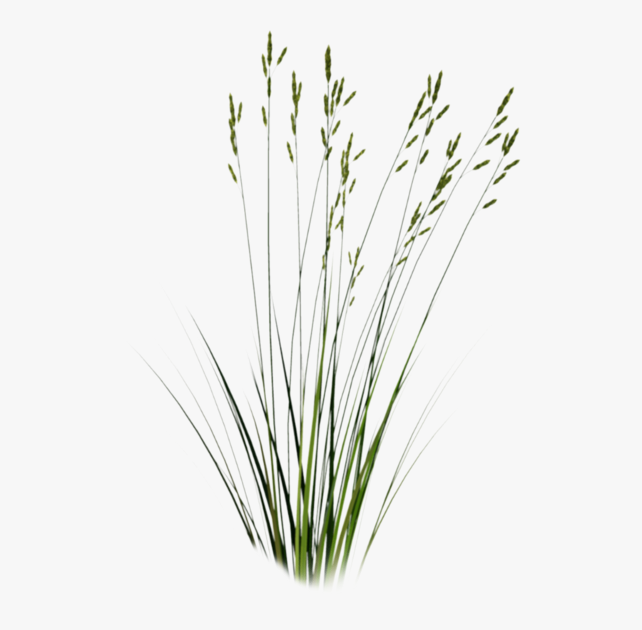 Sweet Grass , Free Transparent Clipart - ClipartKey