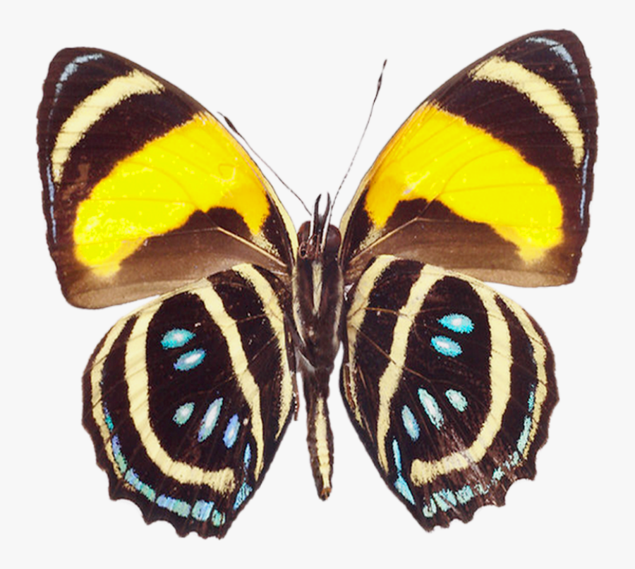 real-butterfly-cliparts-real-life-symmetrical-butterflies-free