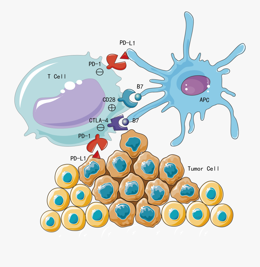 Transparent Immune System Png - Immune Checkpoint Inhibitors Cartoon ...