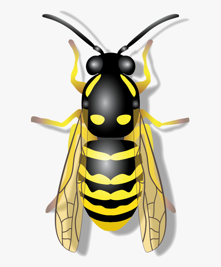Transparent Flying Bee Png - Insects Png , Free Transparent Clipart ...