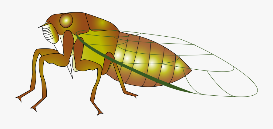 Cicada Clipart , Free Transparent Clipart - ClipartKey