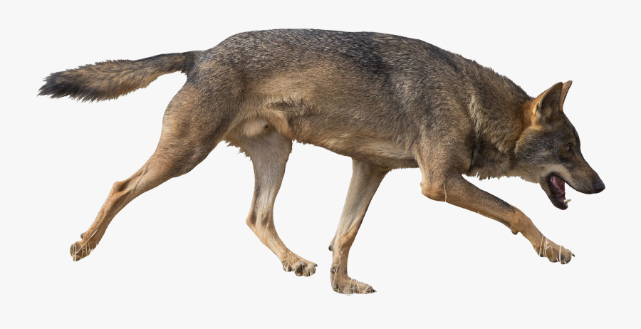 Free Background - Wolves With White Background , Free Transparent ...