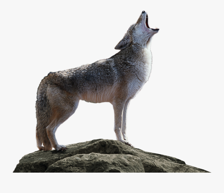 Image Download - Coyote Png , Free Transparent Clipart - ClipartKey