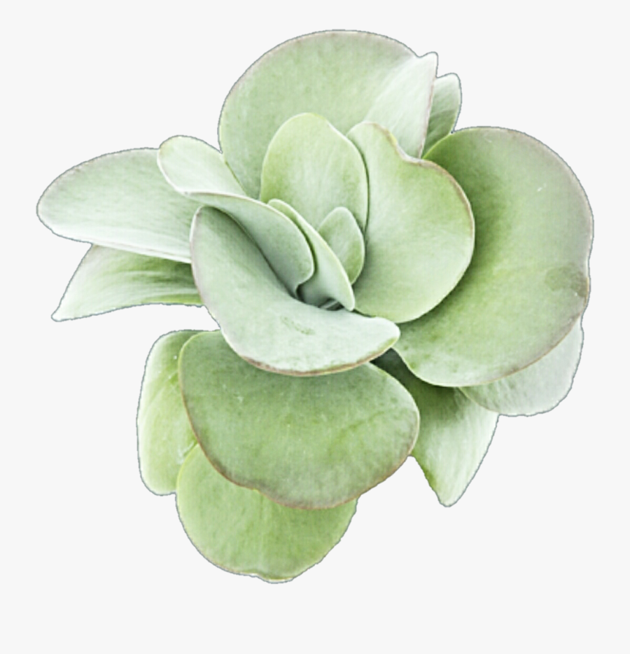 Succulent Pngs , Free Transparent Clipart - ClipartKey Succulent Pngs , Free Transparent Clipart - ClipartKey