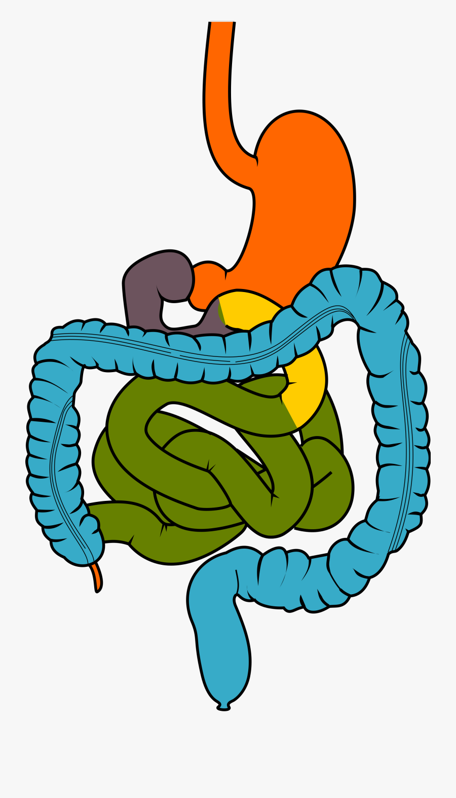 Digestive System Svg , Free Transparent Clipart - ClipartKey