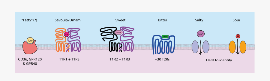 Transparent Sense Of Taste Clipart , Free Transparent Clipart - ClipartKey