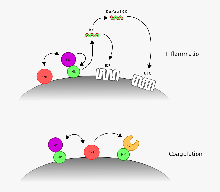 Contact Activation System , Free Transparent Clipart - ClipartKey