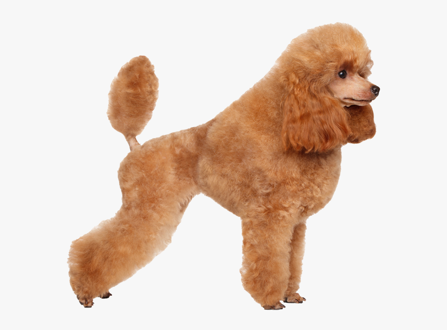 Poodle Png , Free Transparent Clipart - ClipartKey