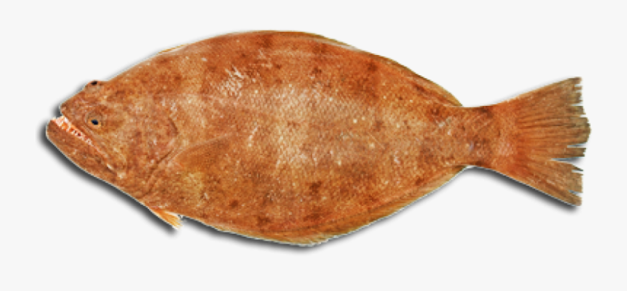 Download Halibut Png Photos - Portable Network Graphics , Free ...