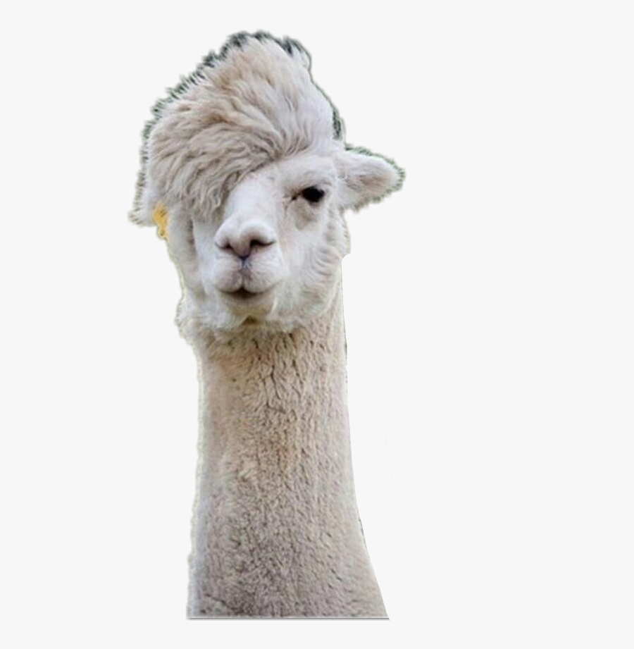 #giantanimals #big #stupid #llama #lama#freetoedit - Emo Llama , Free Transparent Clipart ...