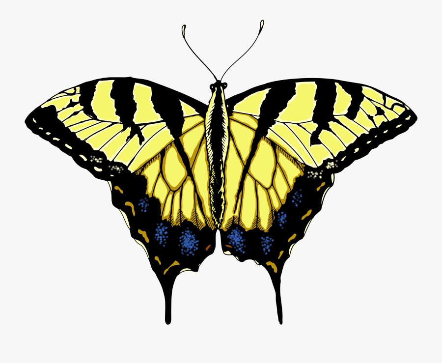 Butterfly Illustrations - Clipart Best - Black Swallowtail Butterfly ...