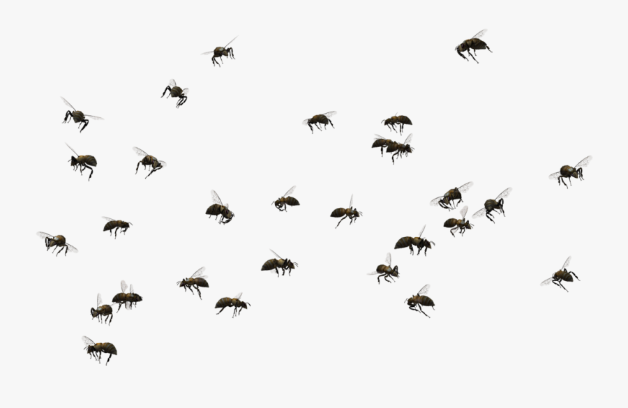 Fly Clipart Flie - Swarm Of Bees Png , Free Transparent Clipart ...