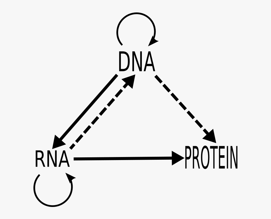 Central Dogma Of Molecular Biology , Free Transparent Clipart - ClipartKey Central Dogma Of Molecular Biology , Free Transparent Clipart - ClipartKey