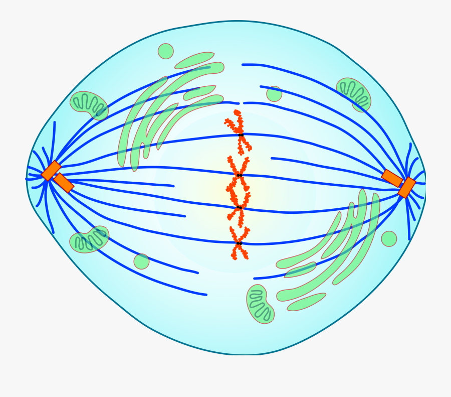 Clip Art Biology Png Black - Phase Of Mitosis Is Shown , Free ...