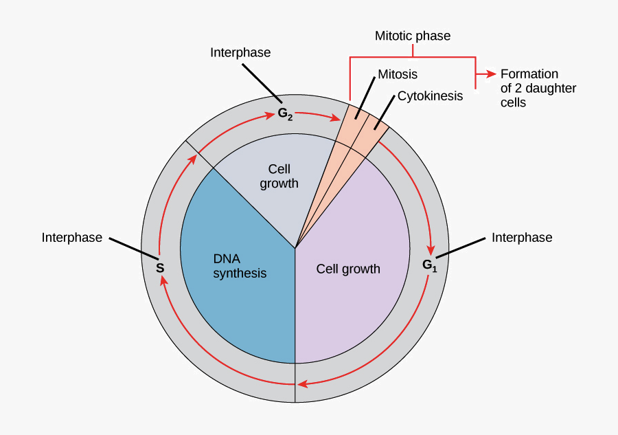 Cell Cycle Dna Replication , Free Transparent Clipart - ClipartKey