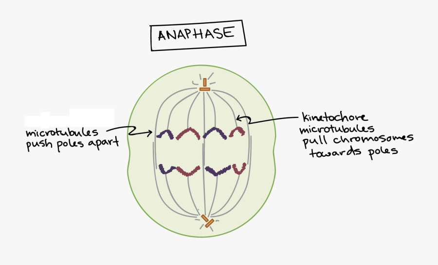 Anaphase Khan Academy , Free Transparent Clipart - ClipartKey