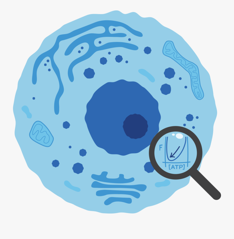 Cell Cycle - Png Cell , Free Transparent Clipart - ClipartKey