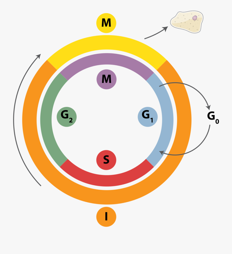 Cell Cycle Png , Free Transparent Clipart - ClipartKey