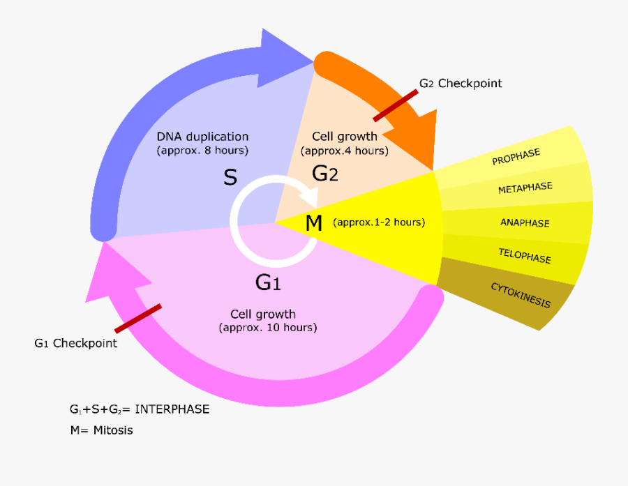 Cell Cycle In Correct Sequence , Free Transparent Clipart - ClipartKey Cell Cycle In Correct Sequence , Free Transparent Clipart - ClipartKey