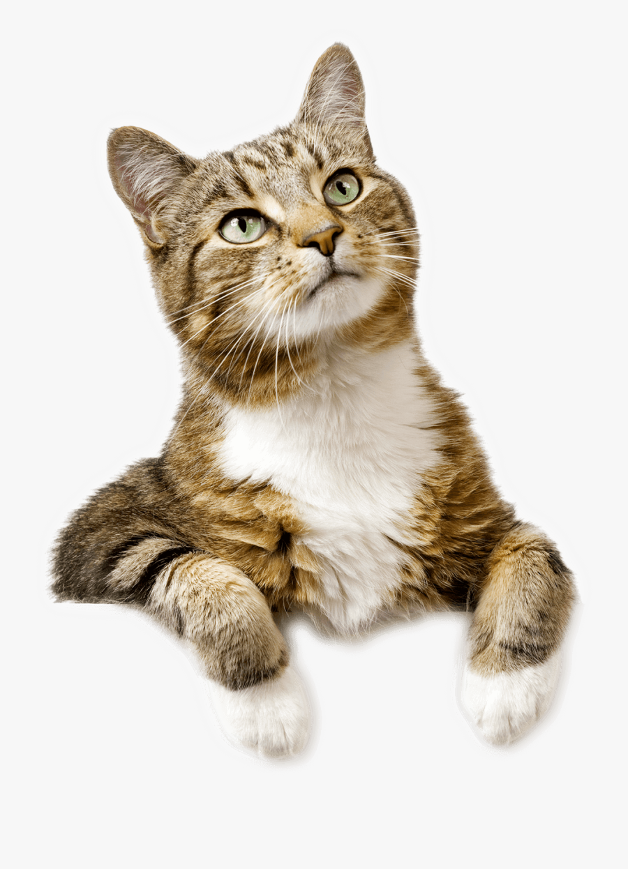 Cat In Box Png , Free Transparent Clipart - ClipartKey