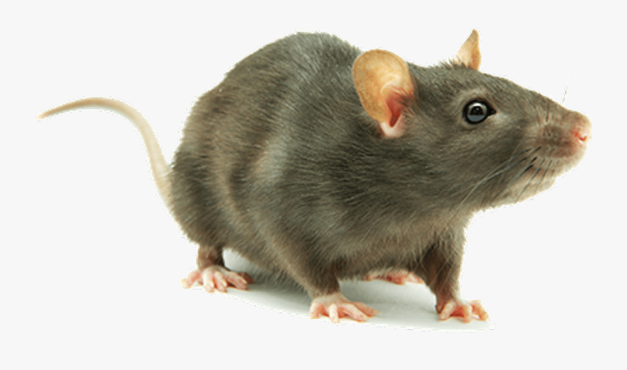 Mouse Transparent Background , Free Transparent Clipart - ClipartKey