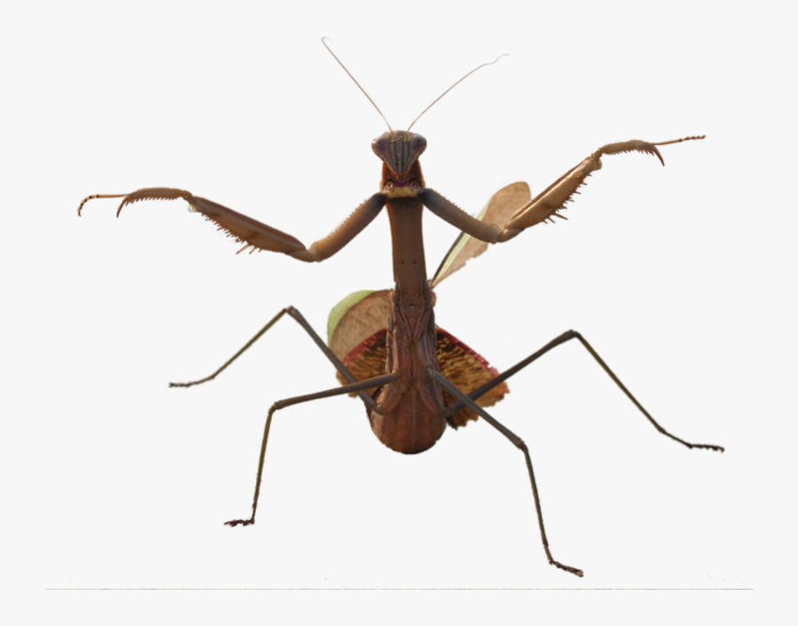 Mantis Png Hd - Brown Praying Mantis Transparent , Free Transparent ...