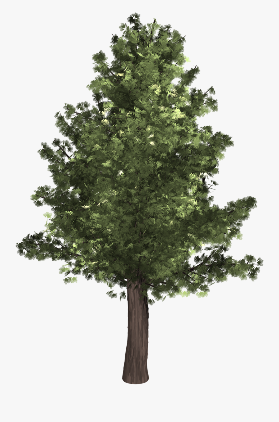 Tree Evergreen Isolated Pine Png Image - Realistic Tree Clip Art , Free ...