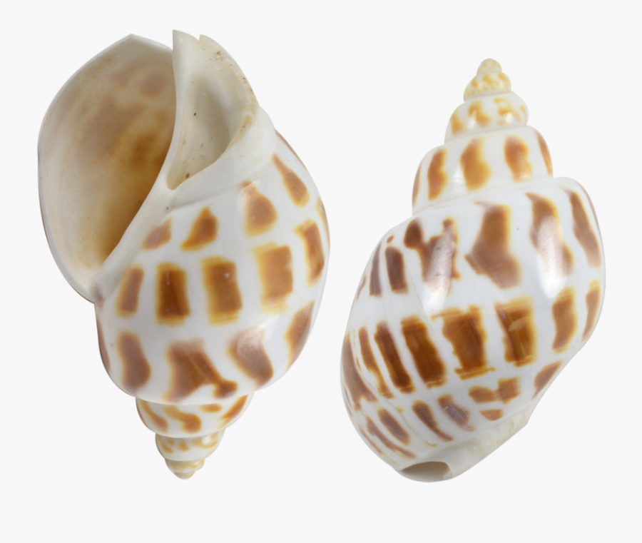Transparent Snail Shell Png - Snail Seashell , Free Transparent Clipart ...