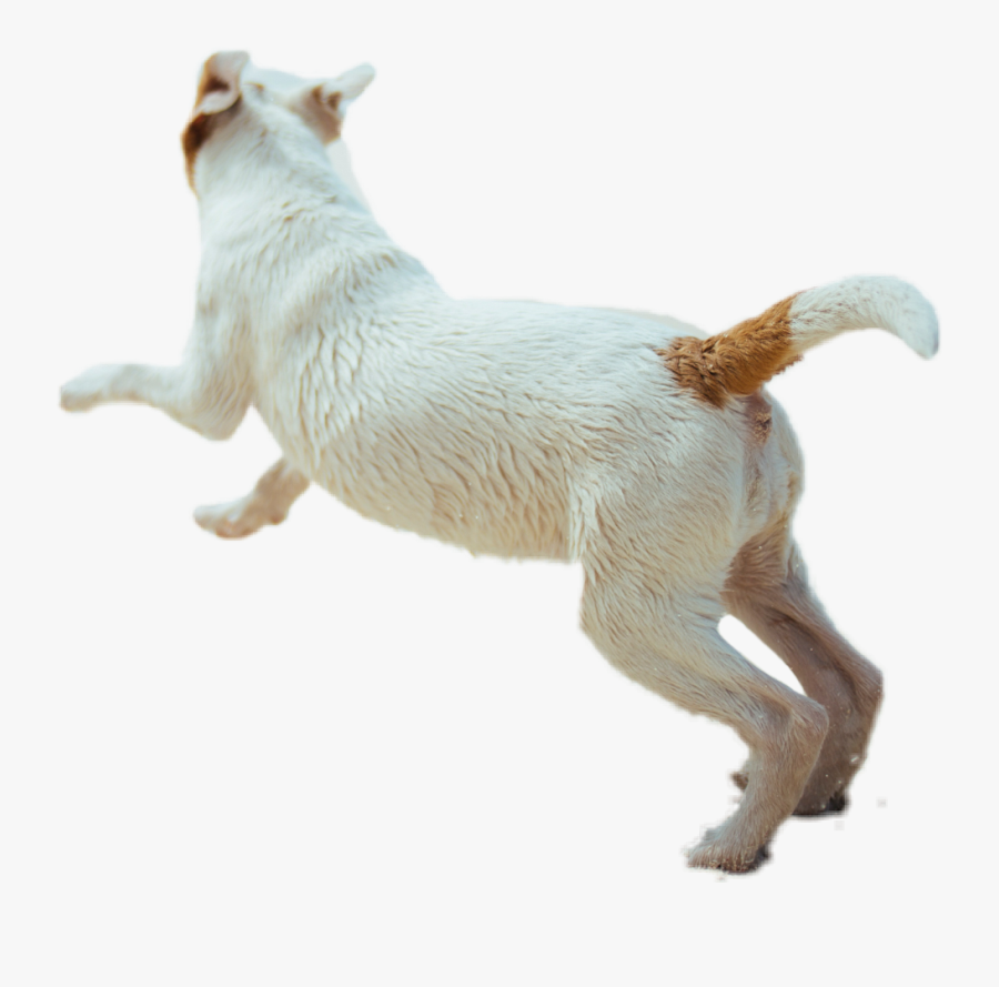 Transparent Running Dog Png - Puppy Png Running , Free Transparent ...