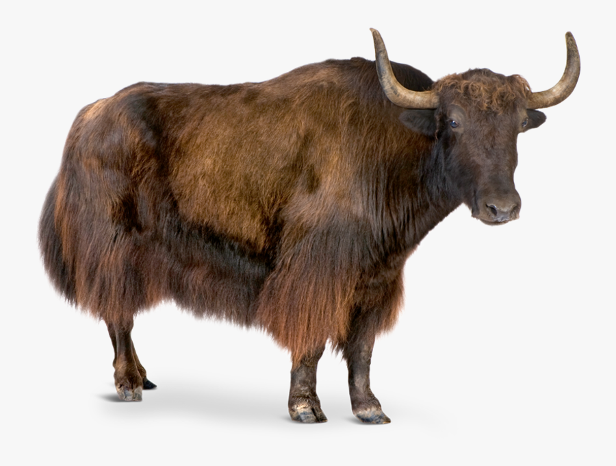 Yak Png - Family - Yak White Background , Free Transparent Clipart ...
