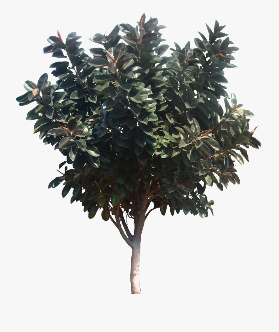 Transparent Ficus Tree Png - Tree Cut Out Magnolia , Free Transparent ...