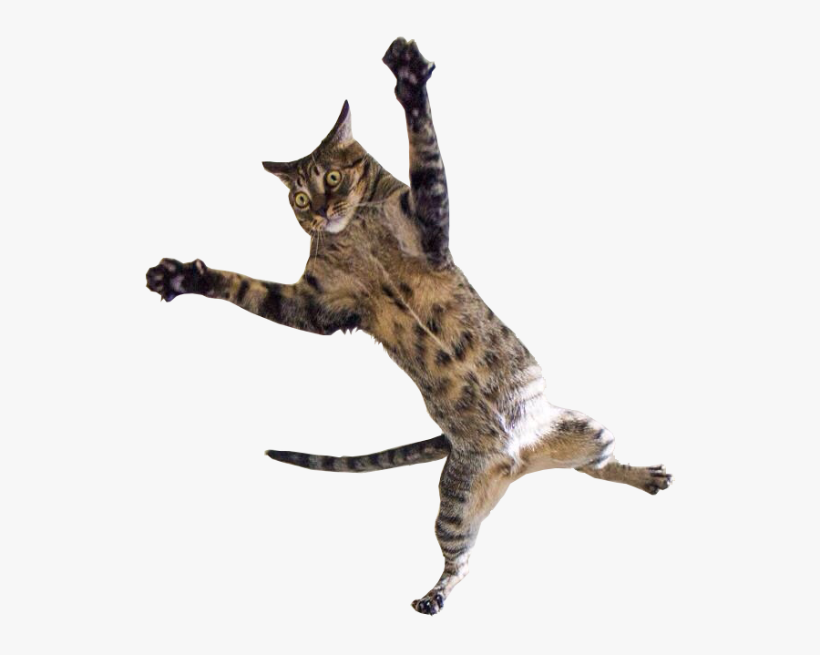 Clip Art Png For Free - Cat Jumping Transparent Background , Free ...