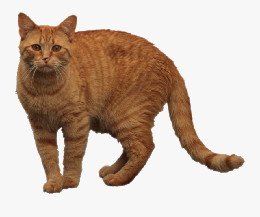 Orange Cat Png & Free Orange Cat Transparent Images - Orange Cat Short ...