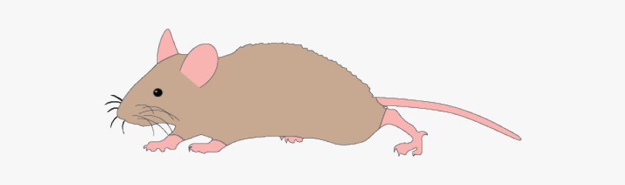 Mouse Clipart Animal - Png Transparent Mouse Clipart Running , Free ...