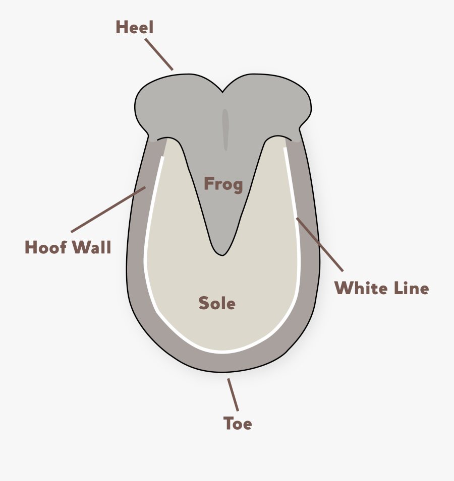 Clean Donkey Hoof , Transparent Cartoons - Donkey Hoof Trimming , Free ...