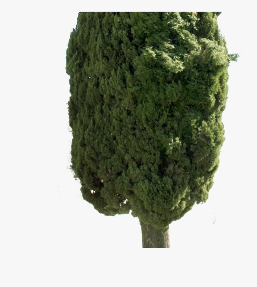 Transparent Cypress Tree Png - Christmas Tree Real Png , Free ...