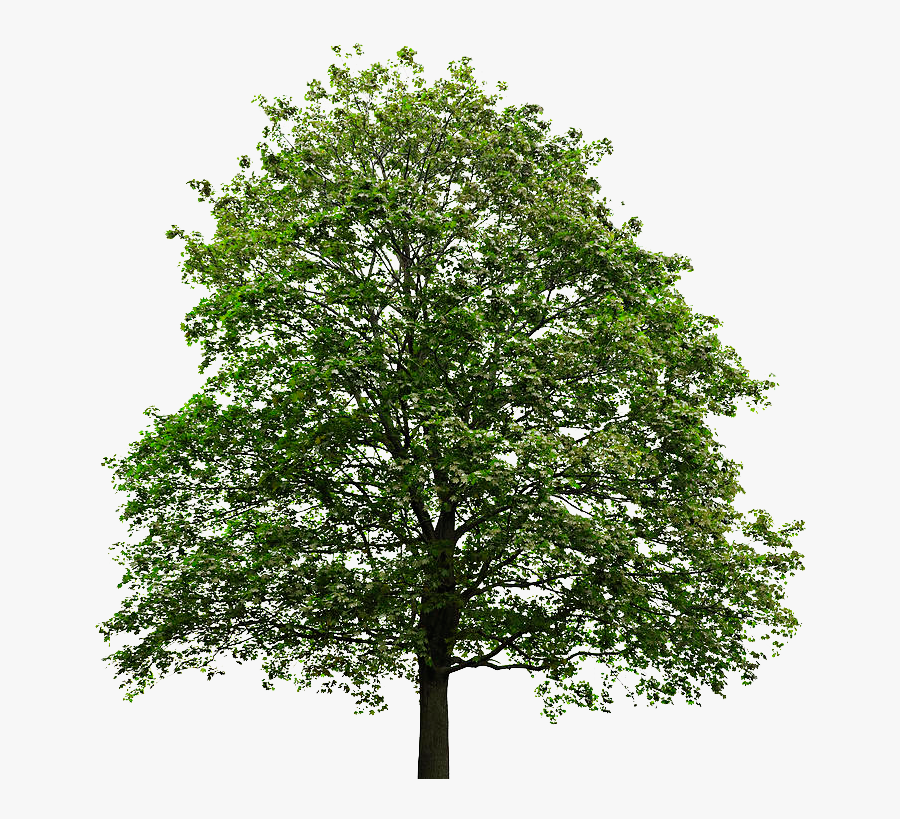 Oak Tree Png No - Tree No Back Ground , Free Transparent Clipart ...