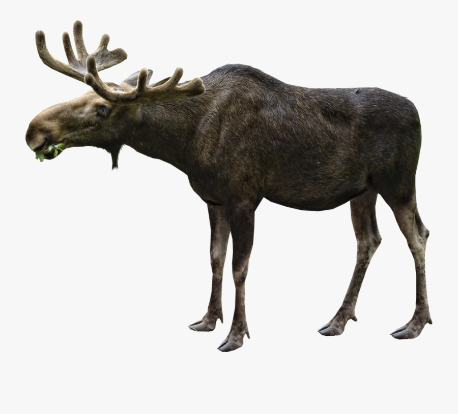 Moose Transparent Background , Free Transparent Clipart - ClipartKey