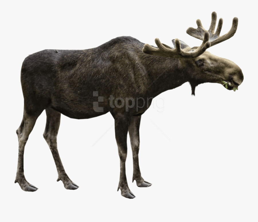 Transparent Background Moose Png , Free Transparent Clipart - ClipartKey