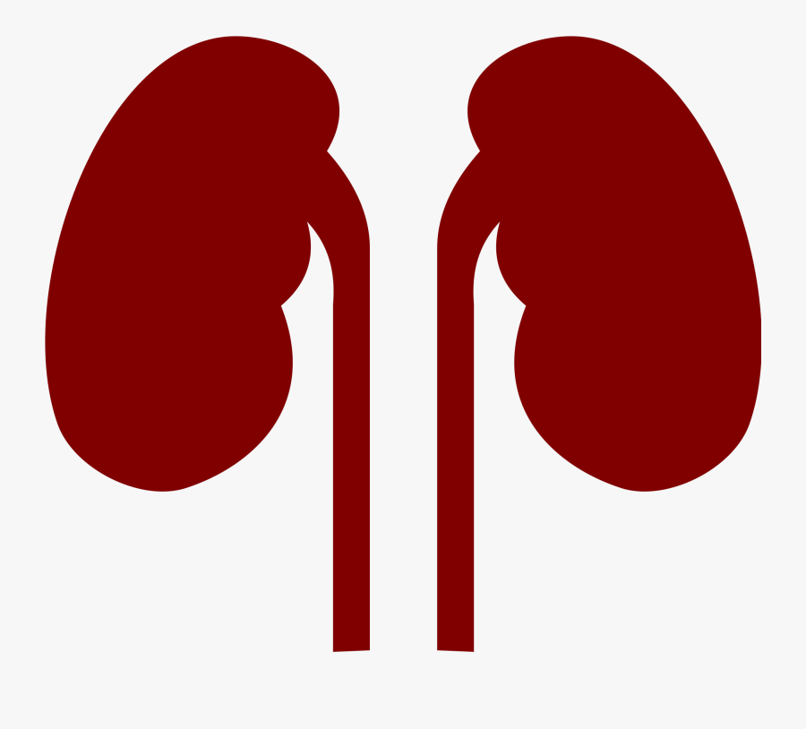 Kidney Cliparts Office 1, Buy Clip Art - Kidney Clipart Transparent ...