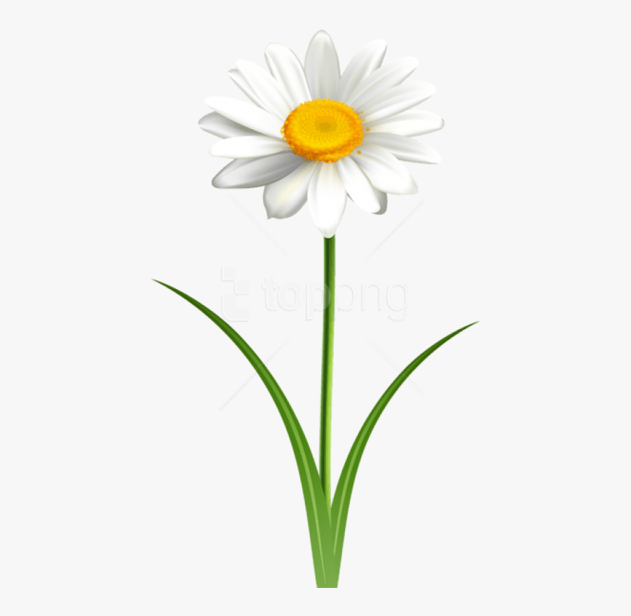 Free Png Download Daisy Flower Transparent Png Images - Transparent ...